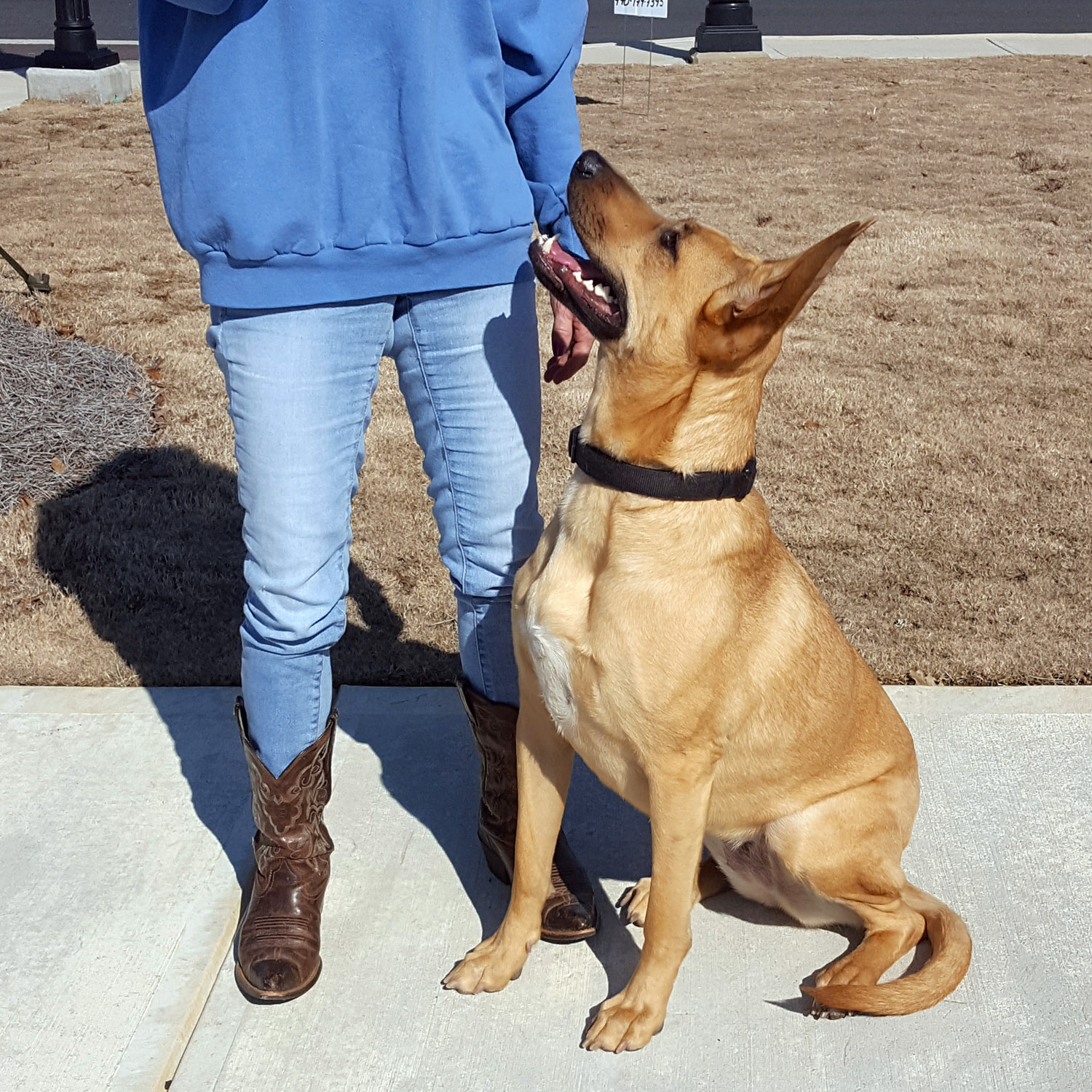 Georgia K9 Training